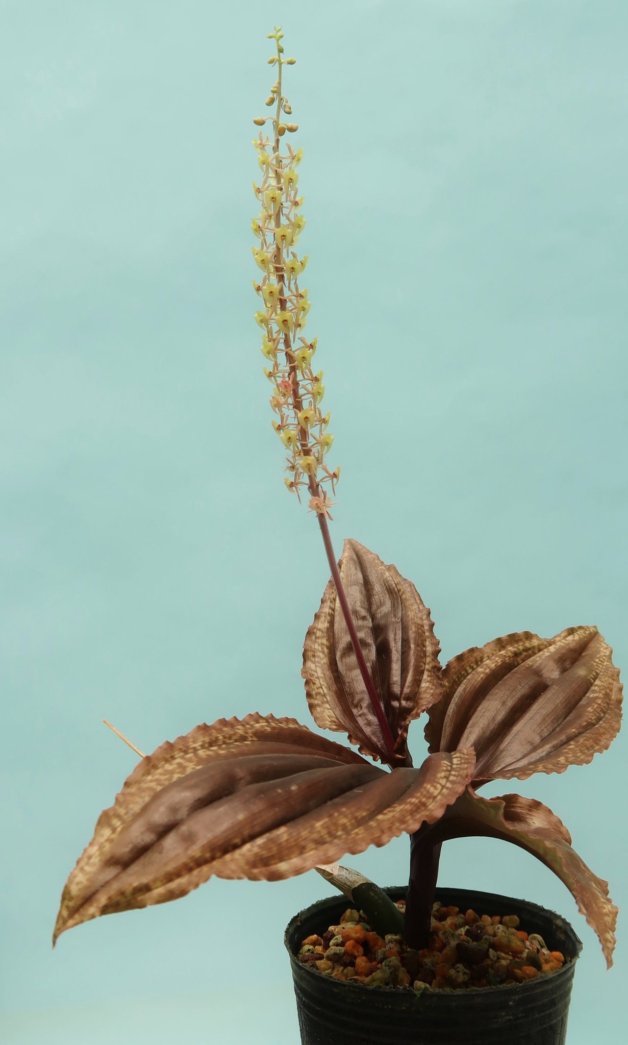 Malaxis calophylla / ジュエルオーキッド/ TheGAKI / マラクシス/ 熱帯植物/ 宝石蘭/ カロフィラ ...