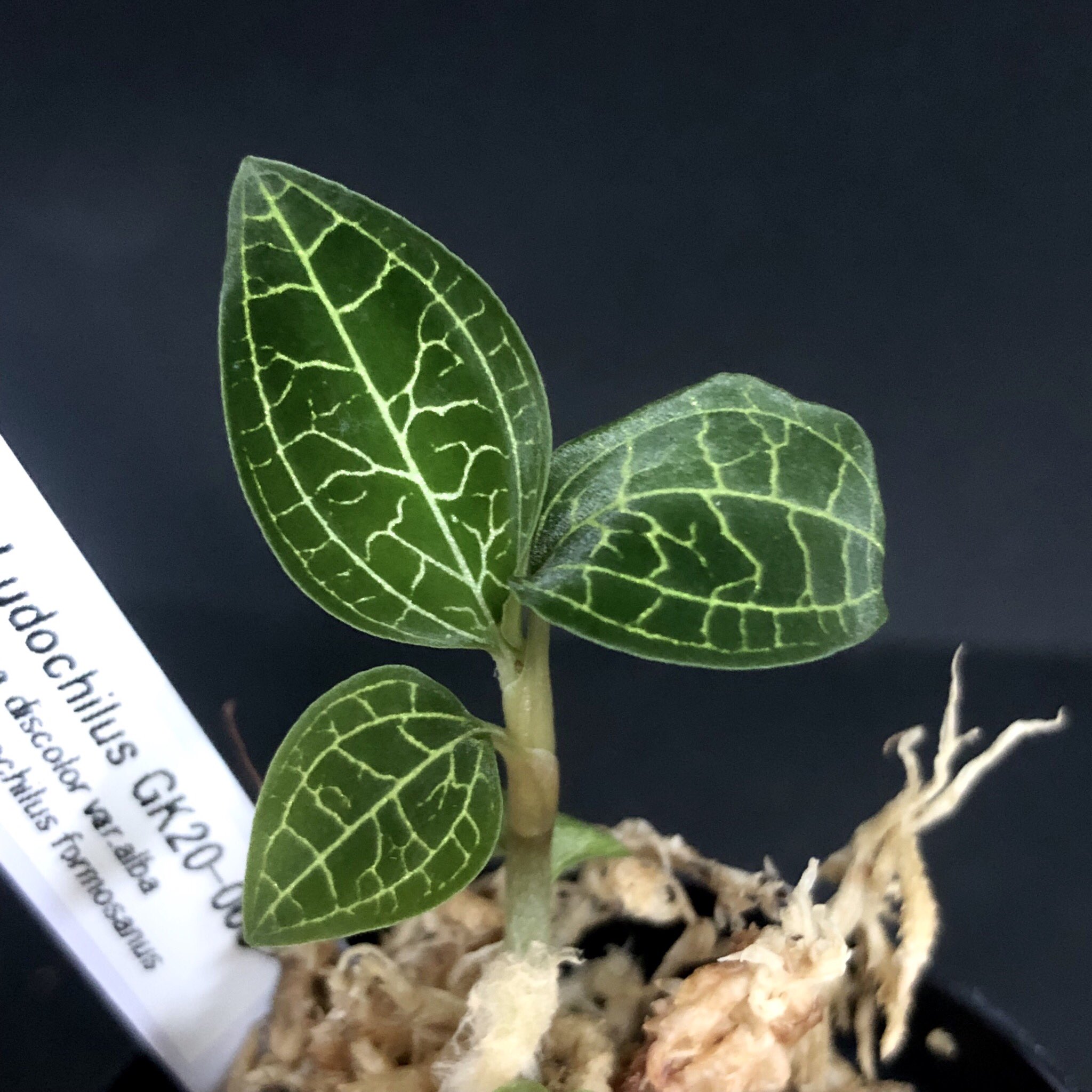 Ludochilus [GK20-003] /Ludisia discolor var.alba × Anoectochilus ...