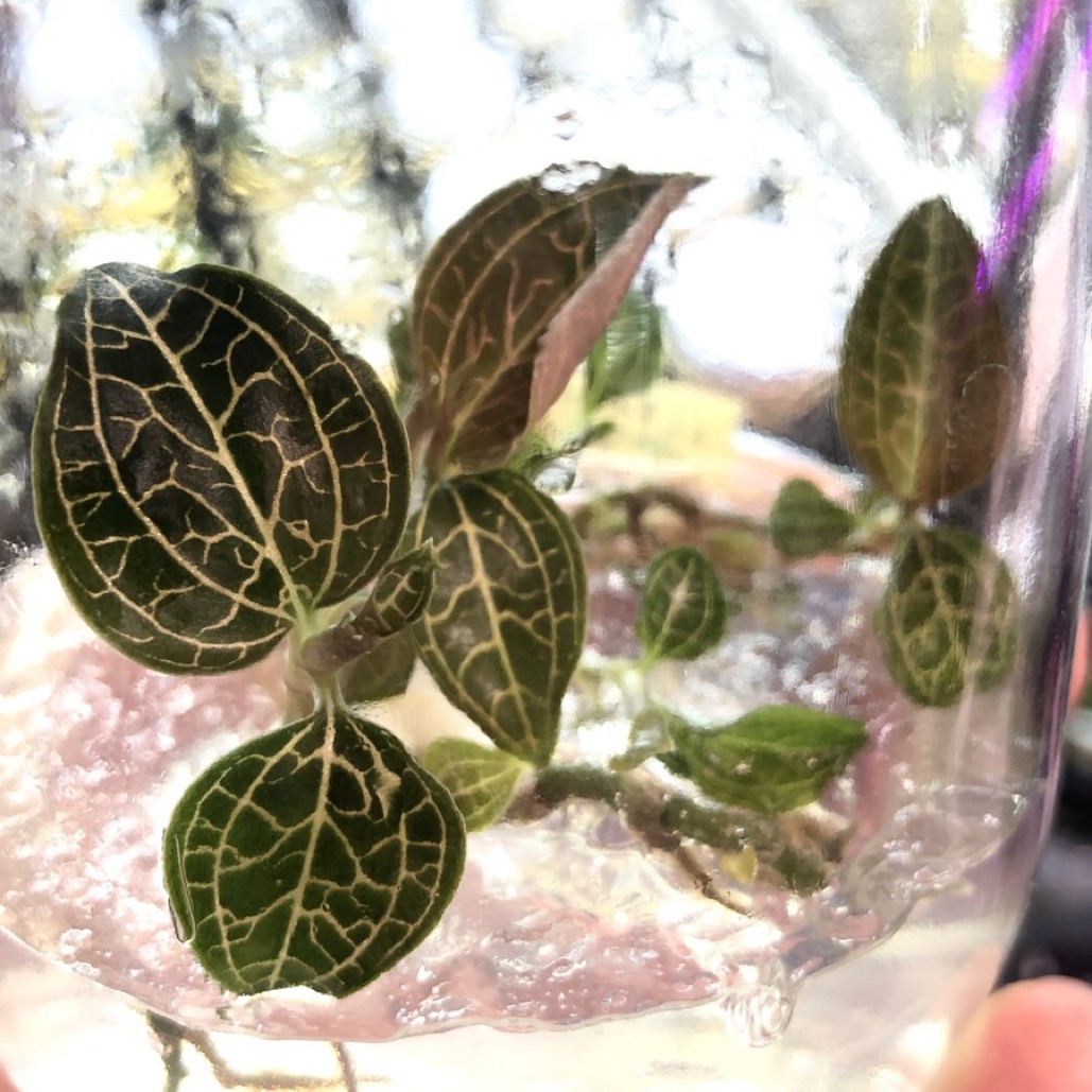 Ludochilus [GK20-003] /Ludisia discolor var.alba × Anoectochilus ...