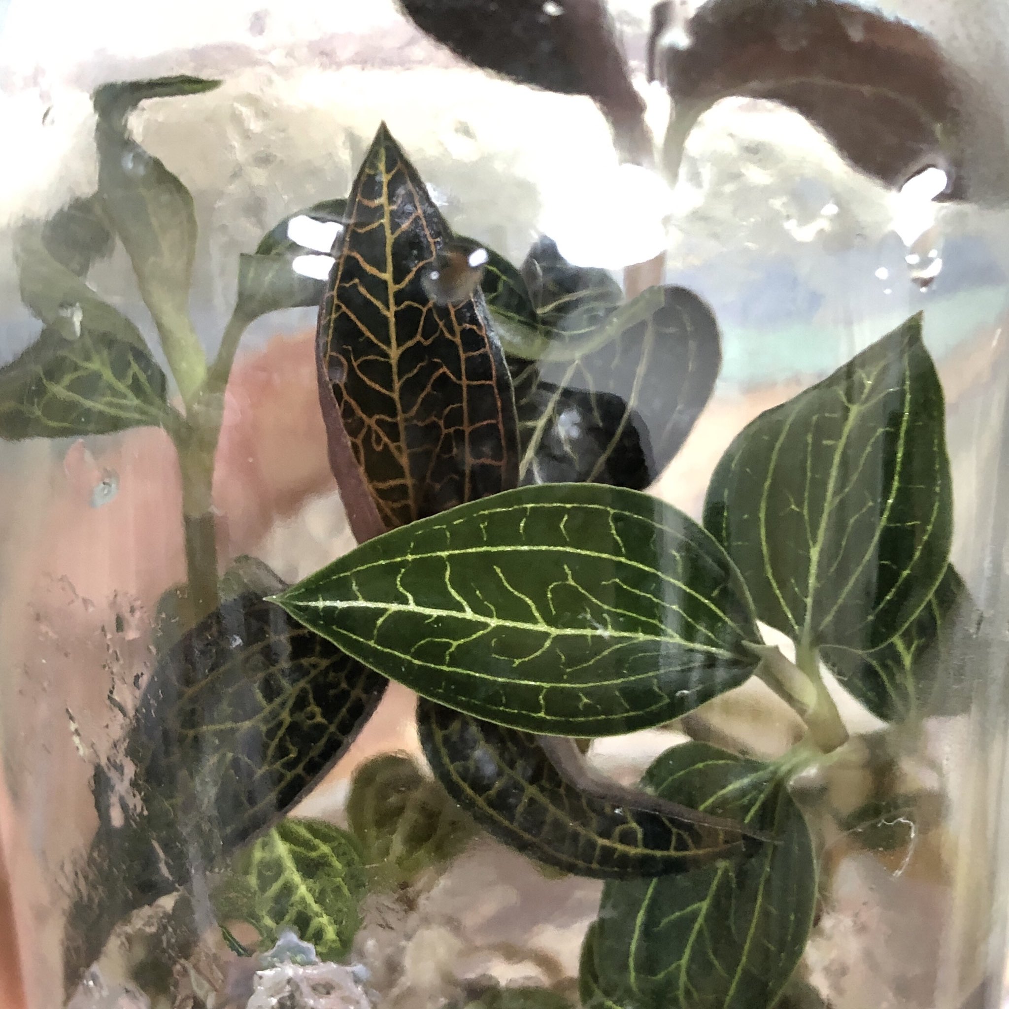 Ludochilus [GK20-003] /Ludisia discolor var.alba × Anoectochilus ...