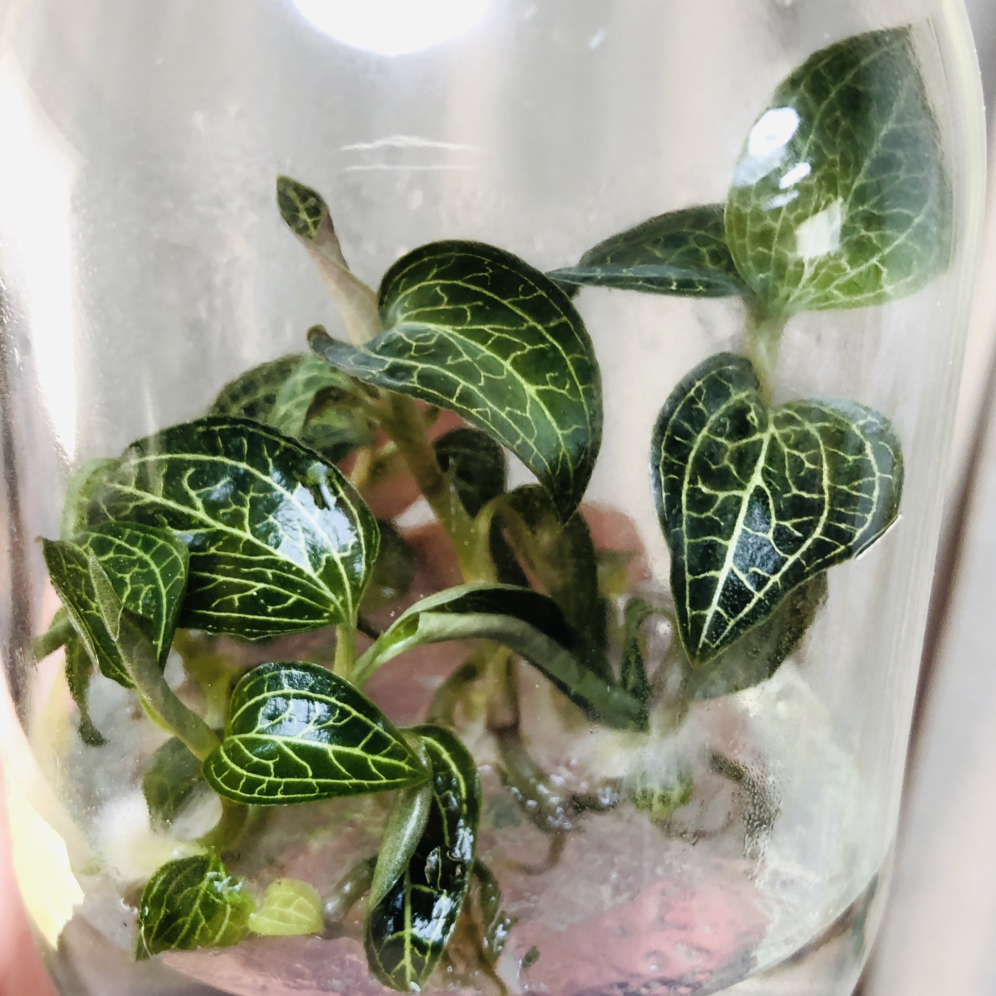 Ludochilus [GK20-003] /Ludisia discolor var.alba × Anoectochilus ...