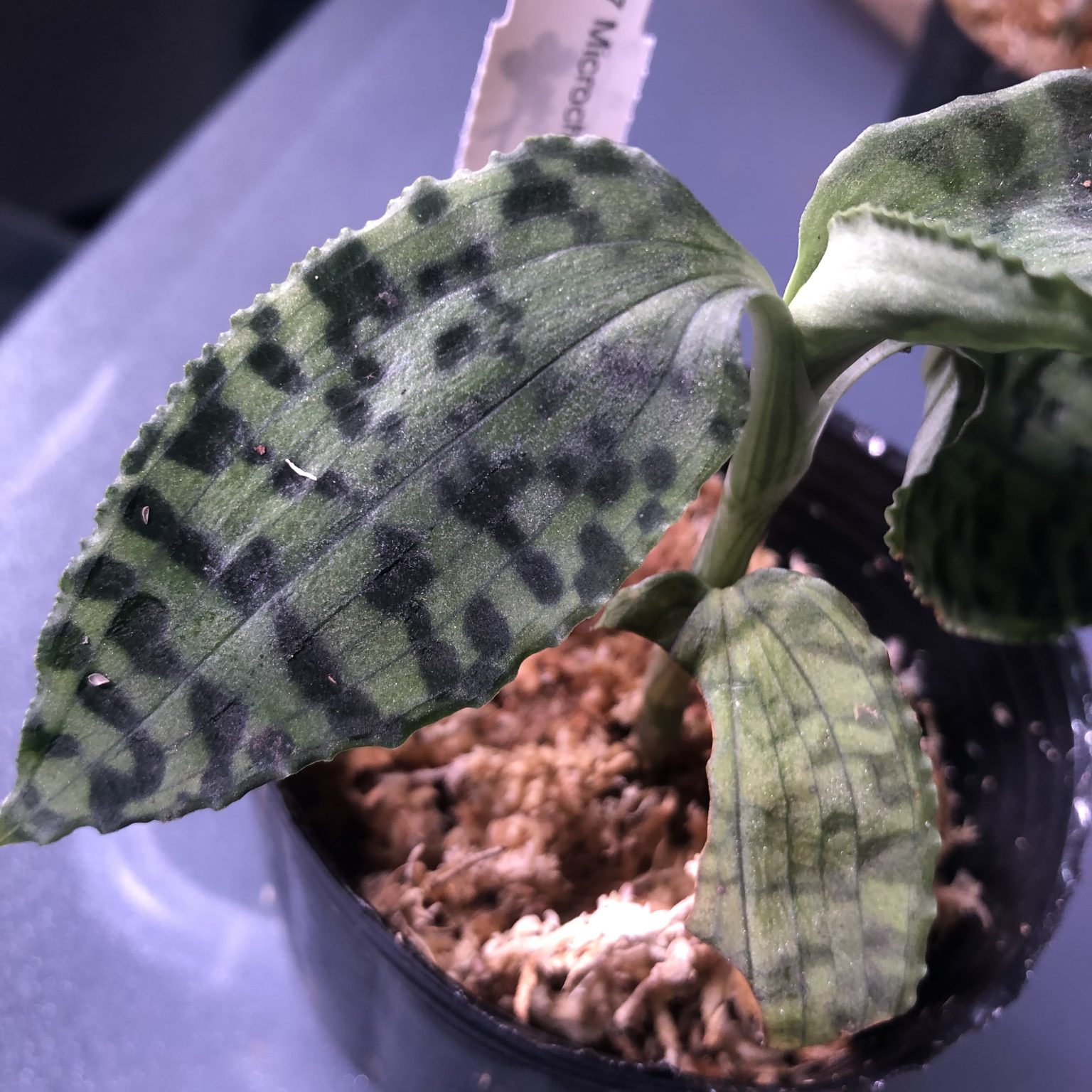 Microchilus anchoriferus | Plants Factory The GAKI