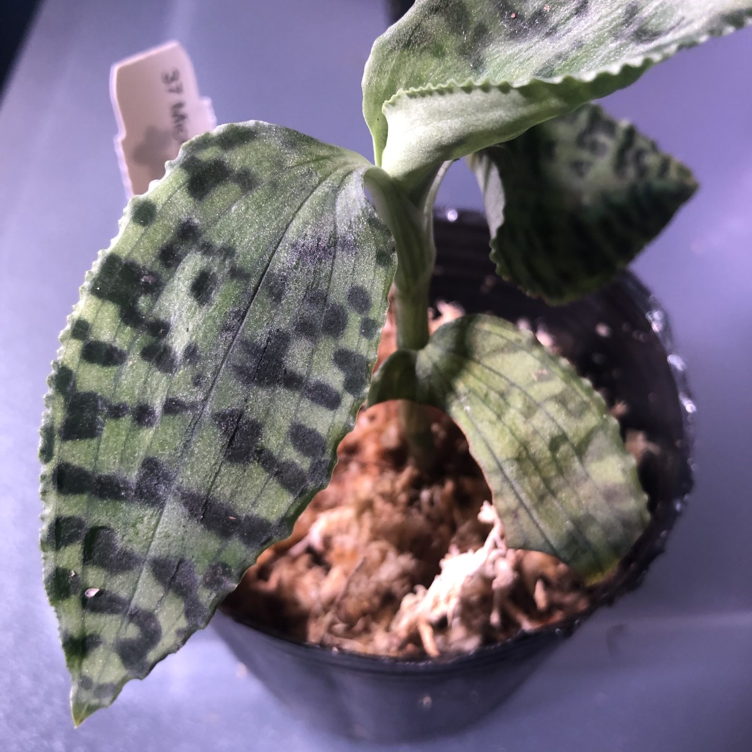 Microchilus anchoriferus | Plants Factory The GAKI
