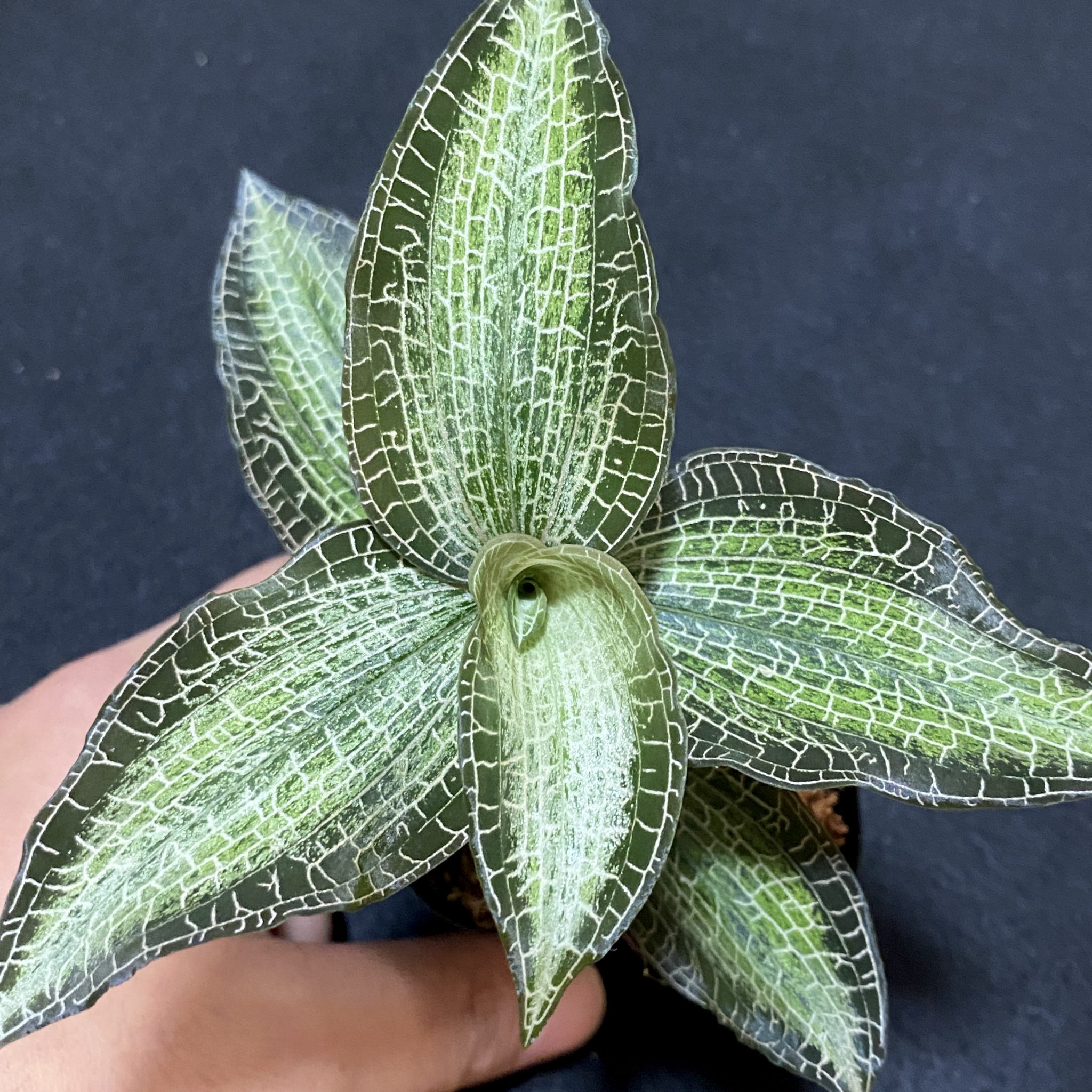 Goodyera Hachitellata Type [GK20-009] Goodyera hachijoensis × Goodyera ...