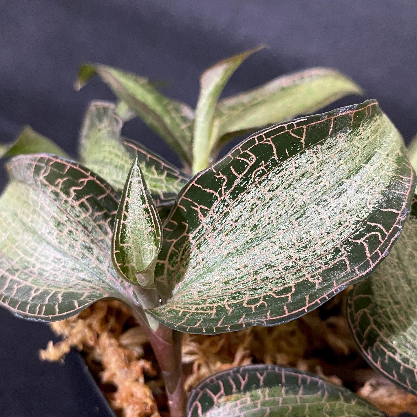 Goodyera Hachitellata Type [GK20-009] Goodyera hachijoensis × Goodyera ...